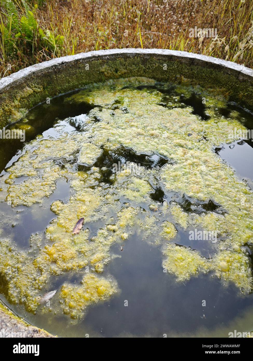 greenish algae sludge floating on the surface of the well Stock Photo ...