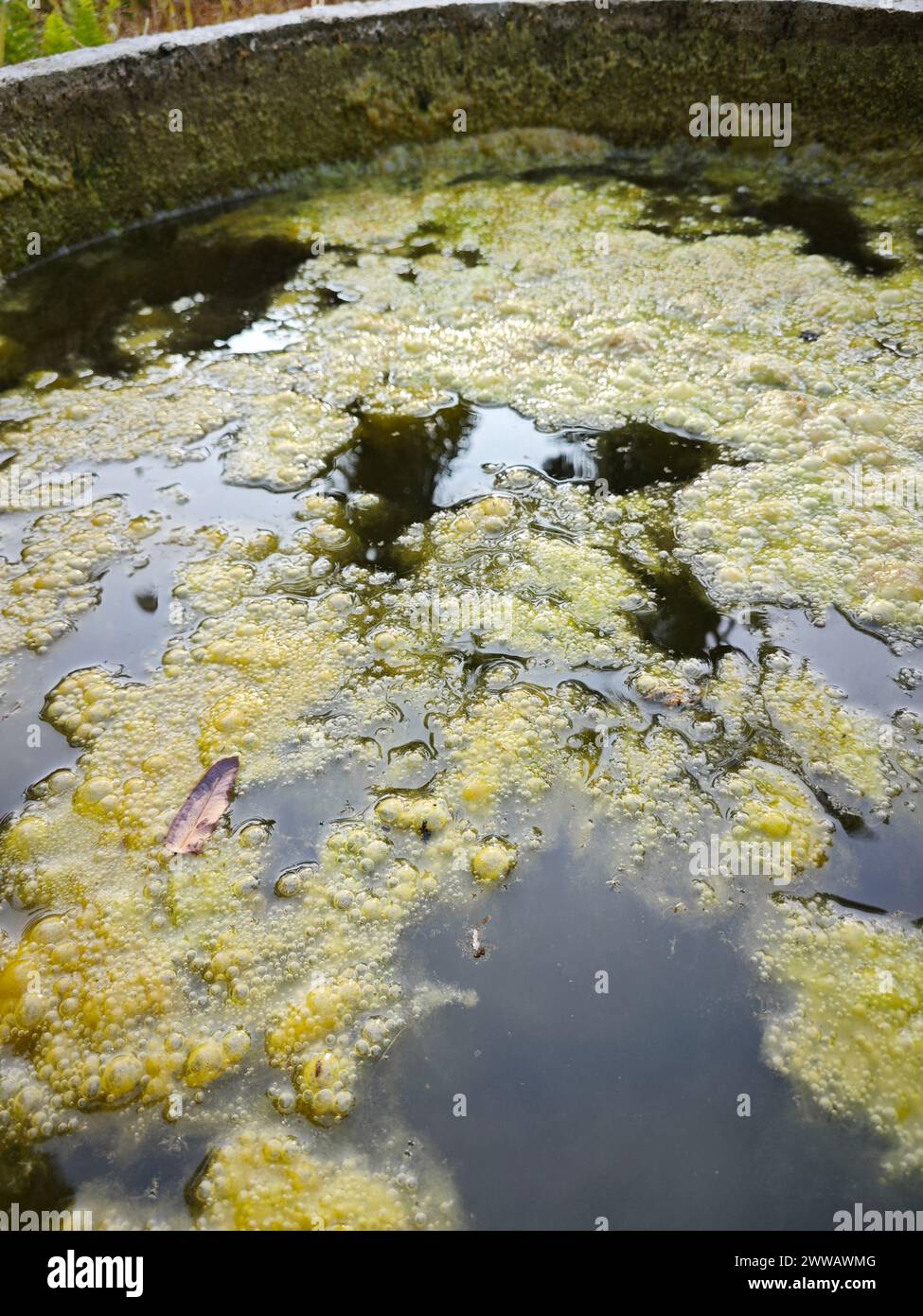 greenish algae sludge floating on the surface of the well Stock Photo ...