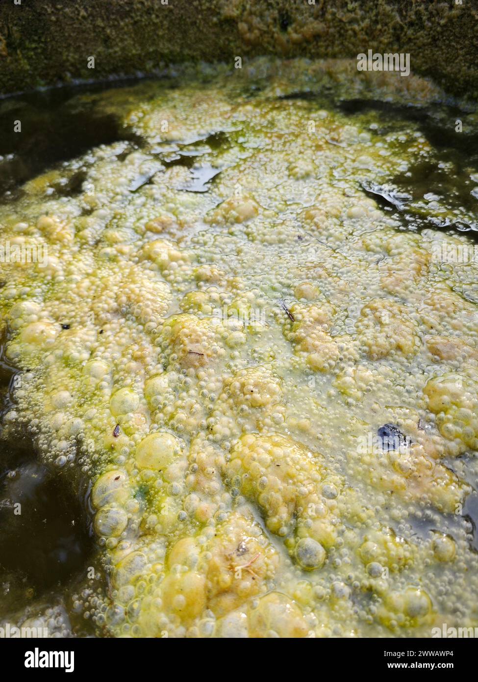 greenish algae sludge floating on the surface of the well Stock Photo ...