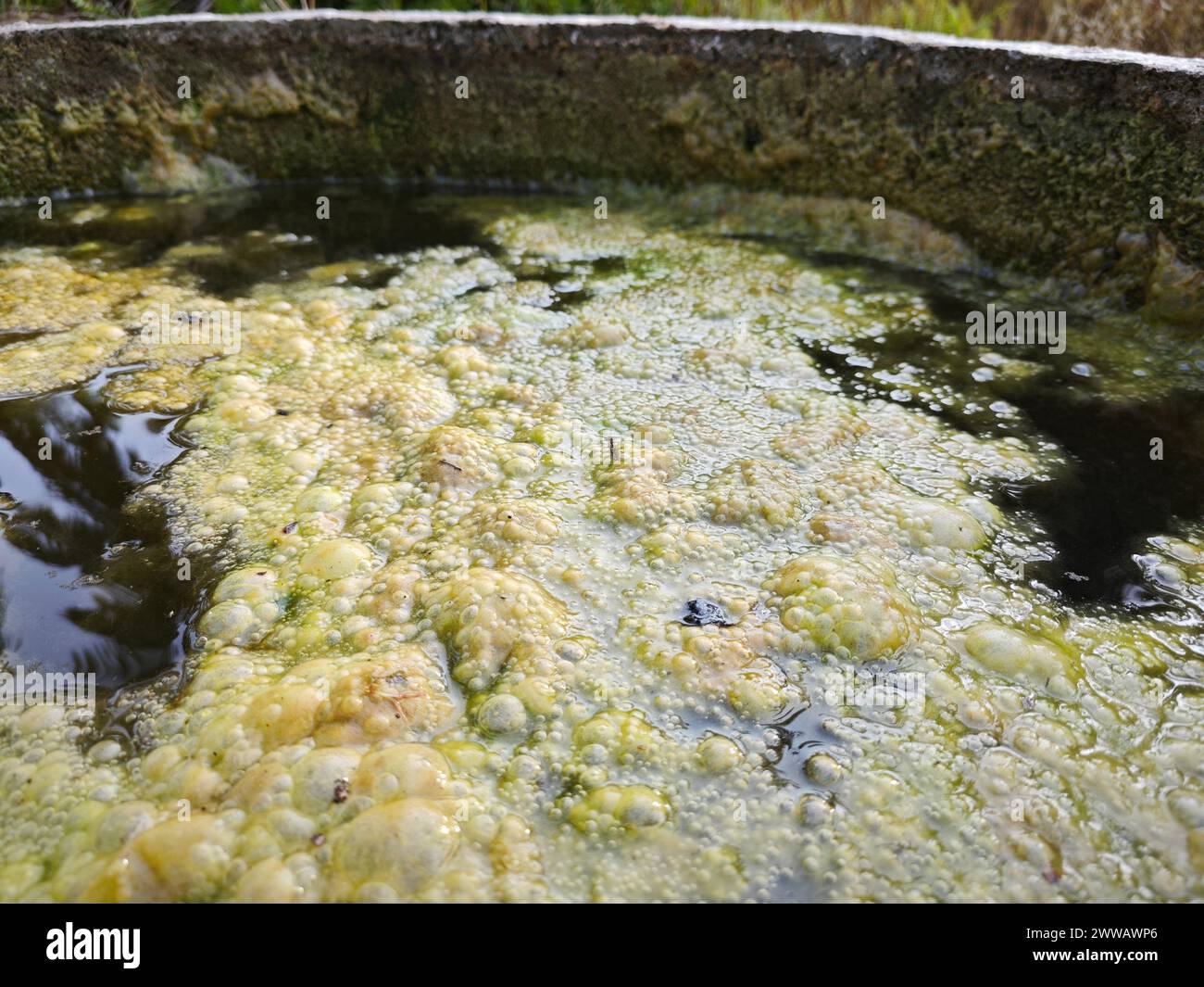 greenish algae sludge floating on the surface of the well Stock Photo ...