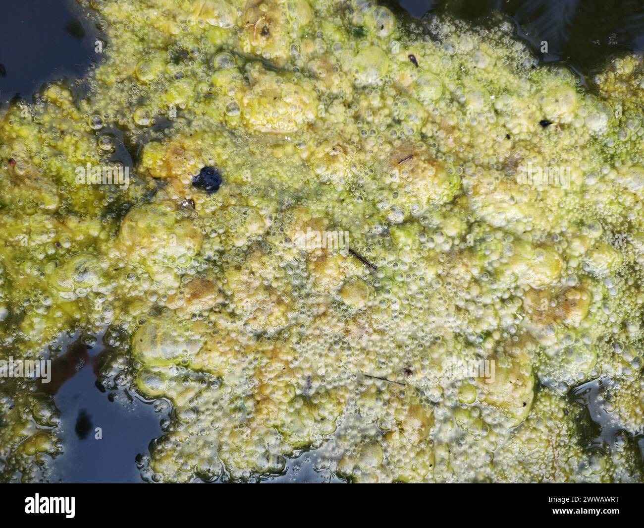 greenish algae sludge floating on the surface of the well Stock Photo ...