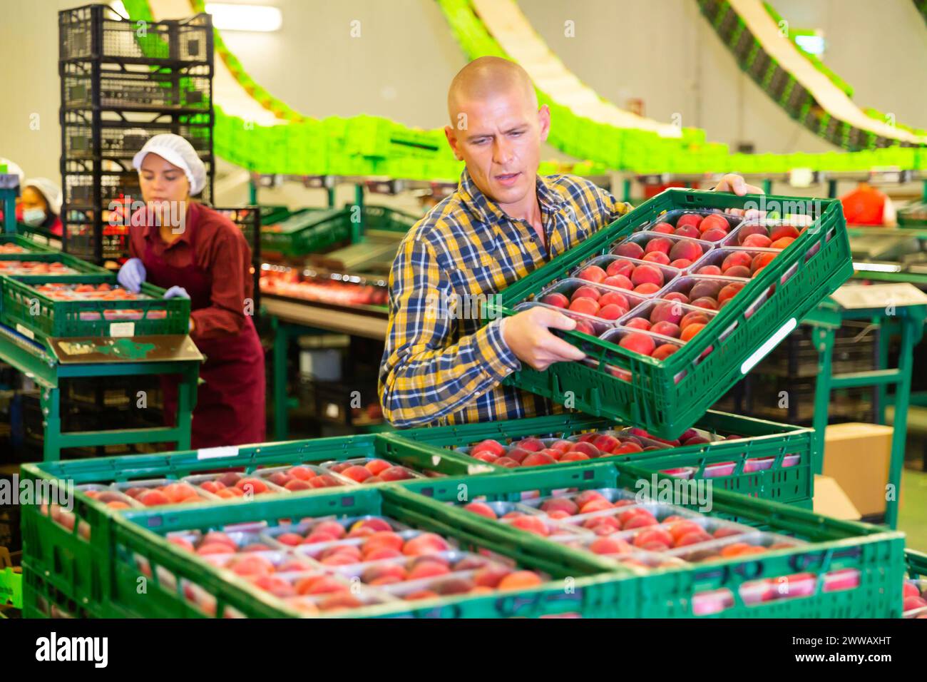 Woman packing peaches and man carrying box Stock Photo - Alamy