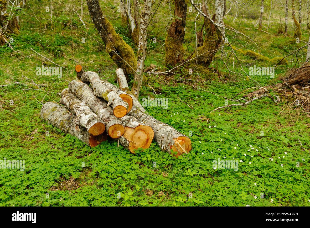 Forestry and groundcover hi-res stock photography and images - Alamy