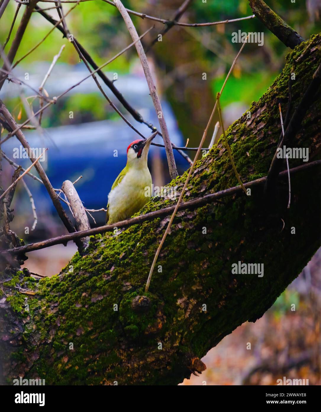 european green woodpecker perching in a tree (Picus Viridis Stock Photo ...