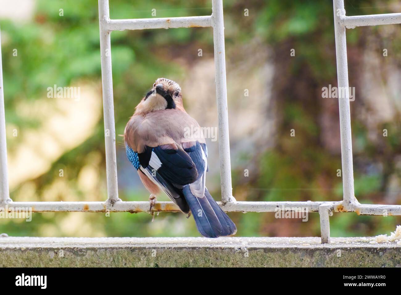 Close-up of Eurasian Jay, birds in wildlife nature Stock Photo - Alamy
