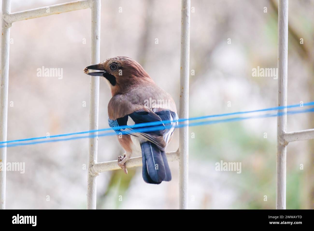 Close-up of Eurasian Jay, birds in wildlife nature Stock Photo - Alamy