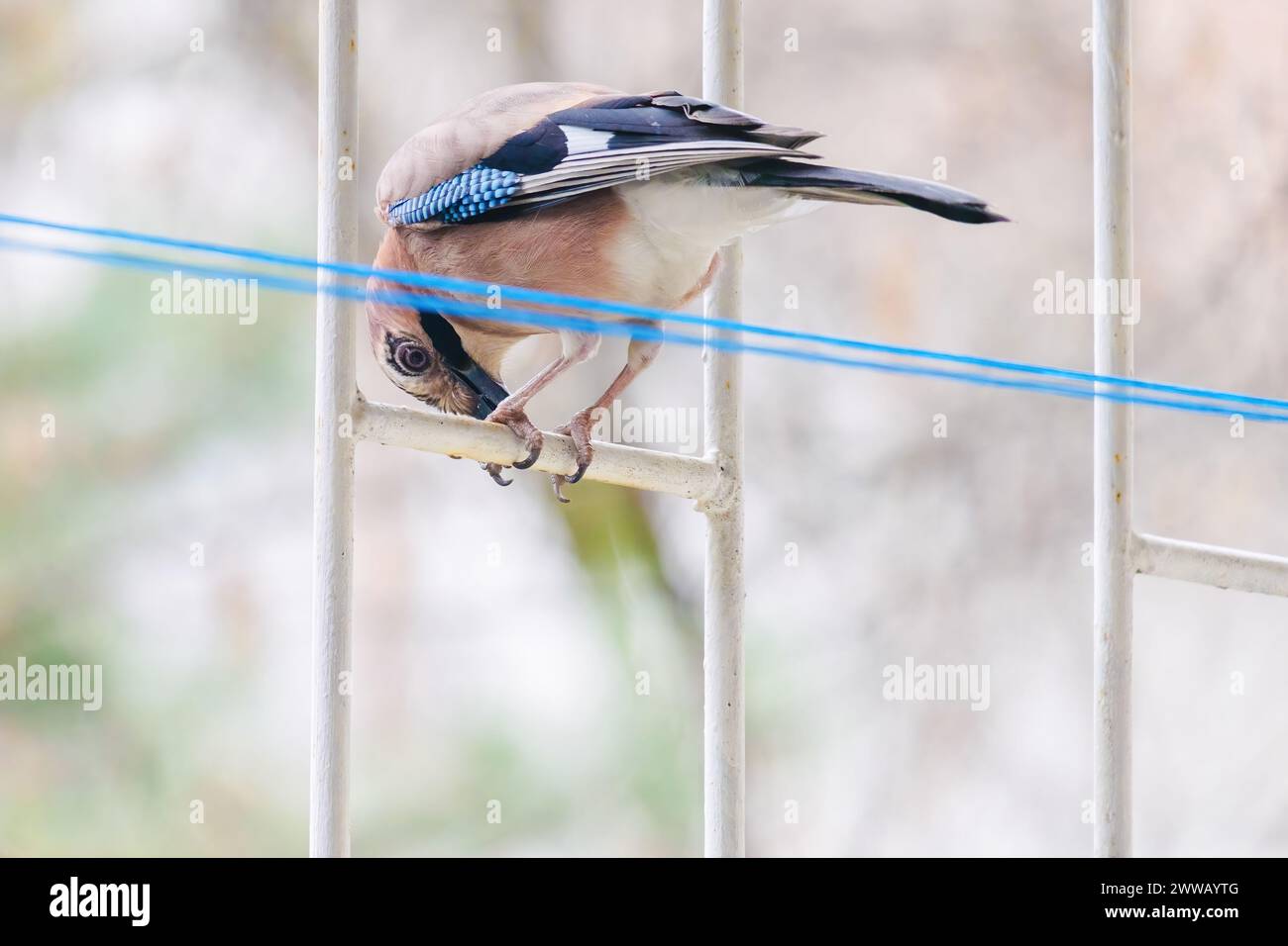 Close-up of Eurasian Jay, birds in wildlife nature Stock Photo - Alamy