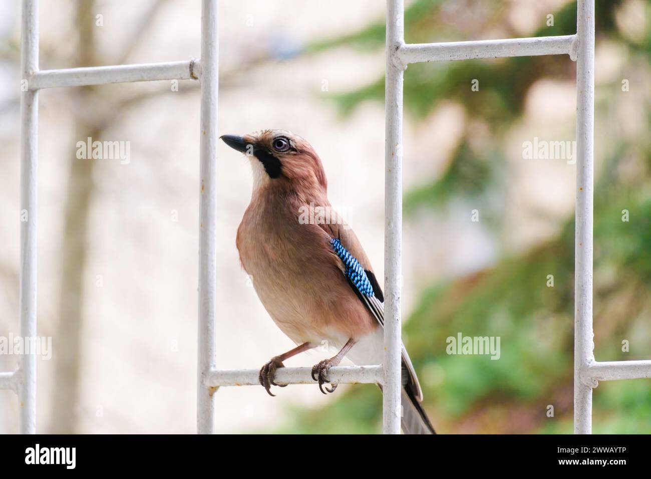 Close-up of Eurasian Jay, birds in wildlife nature Stock Photo - Alamy