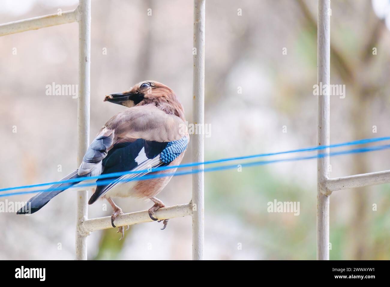 Close-up of Eurasian Jay, birds in wildlife nature Stock Photo - Alamy