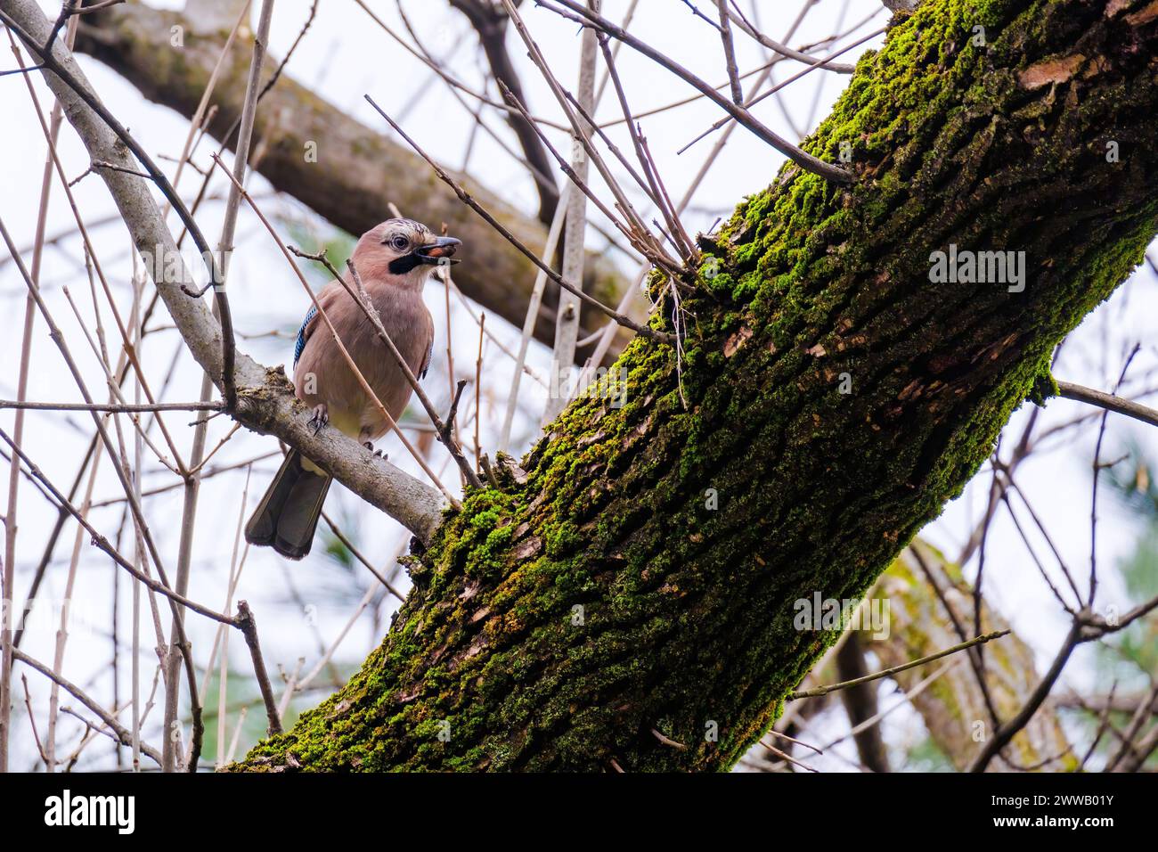 Close-up of Eurasian Jay, birds in wildlife nature Stock Photo - Alamy