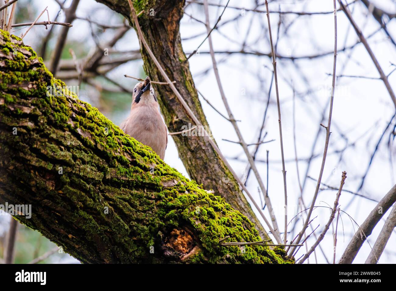 Close-up of Eurasian Jay, birds in wildlife nature Stock Photo - Alamy