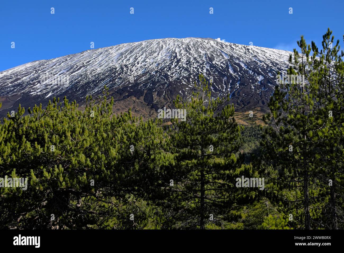 evergreen canopy of the pine trees and snowy Mount Etna in Etna Park ...