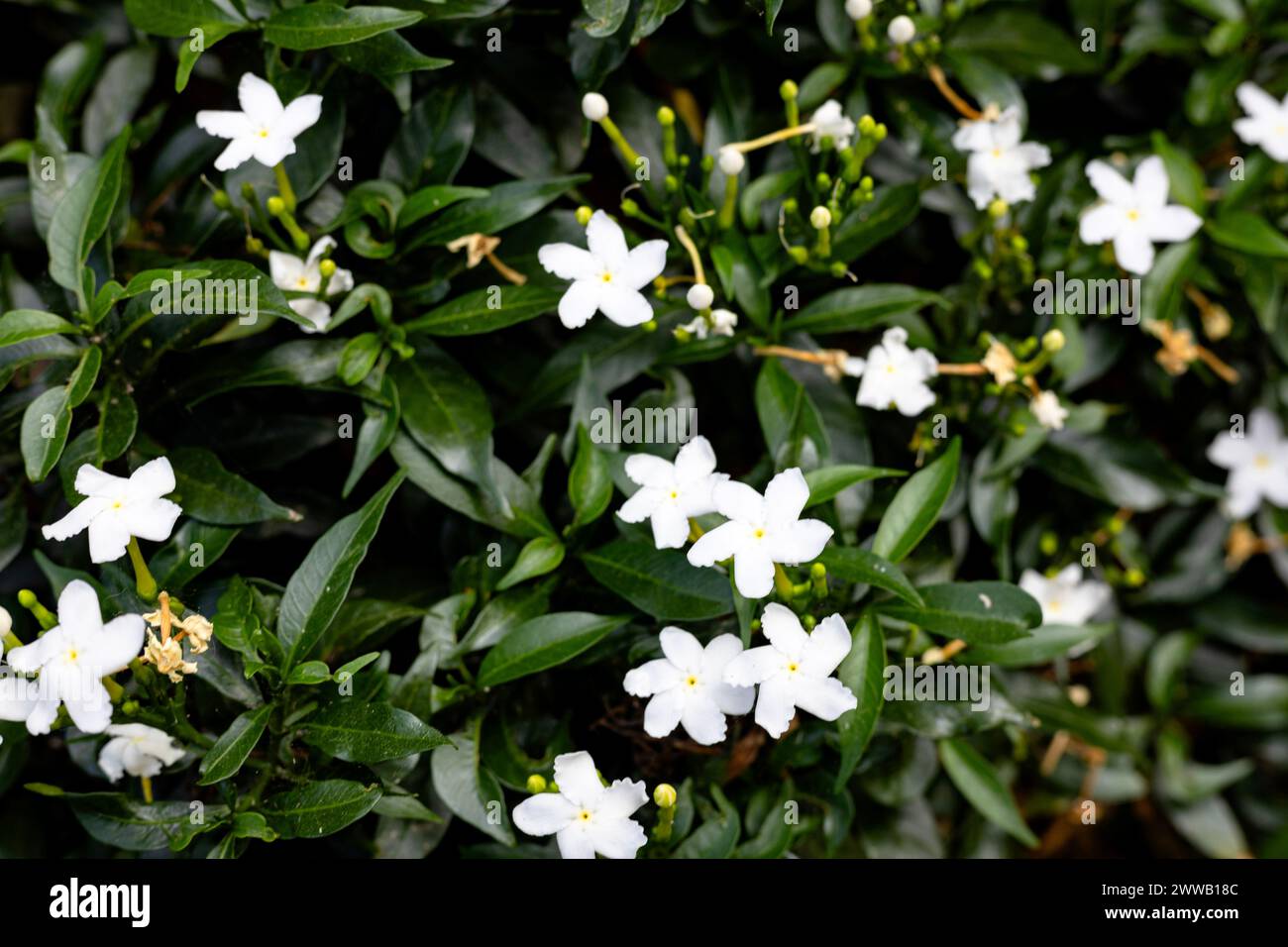 Plants with white flowers and green leaves grow abundantly. Close-up of ...