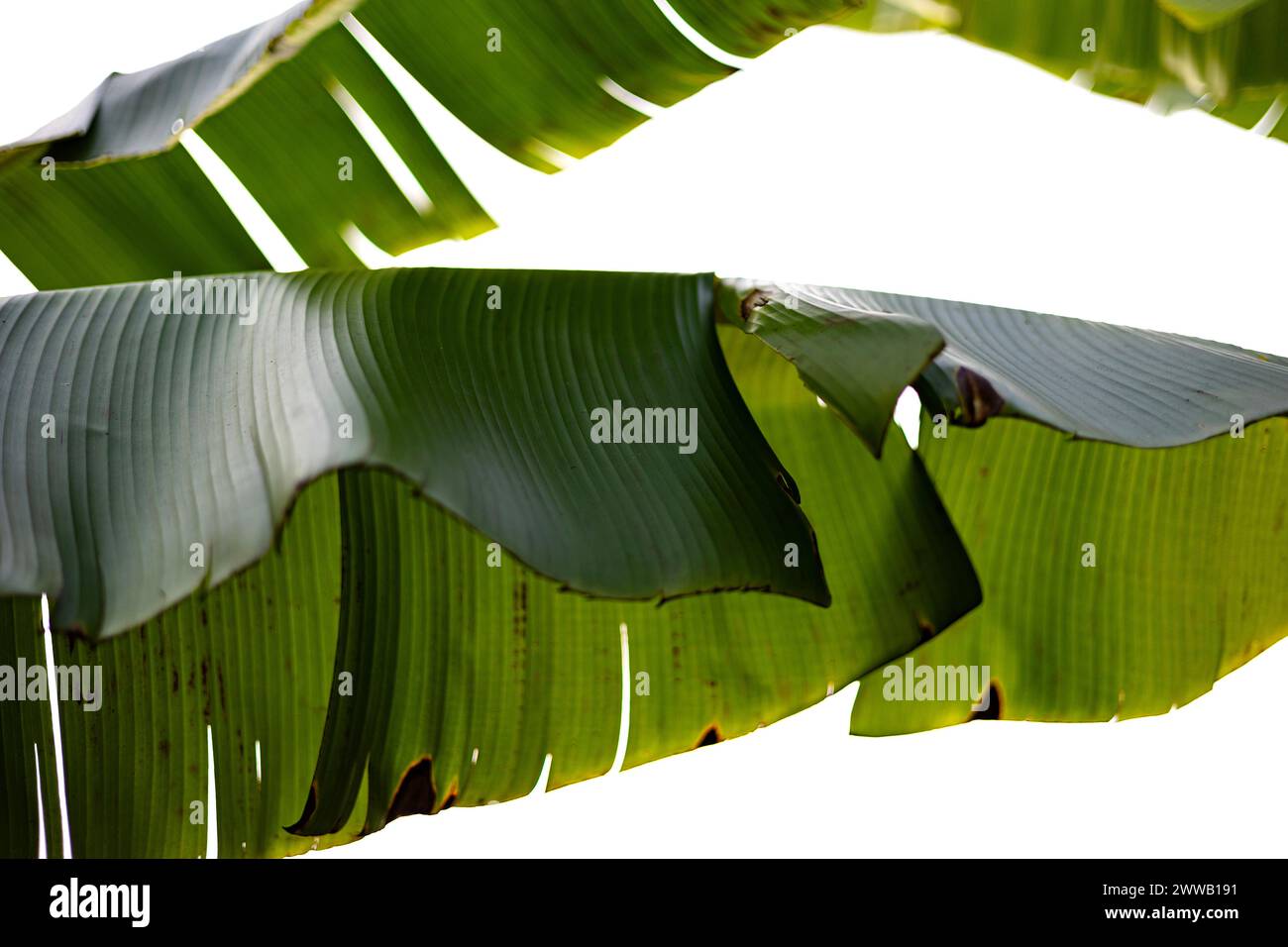banana leaves background. Bottom view of tropical green leaves Stock ...