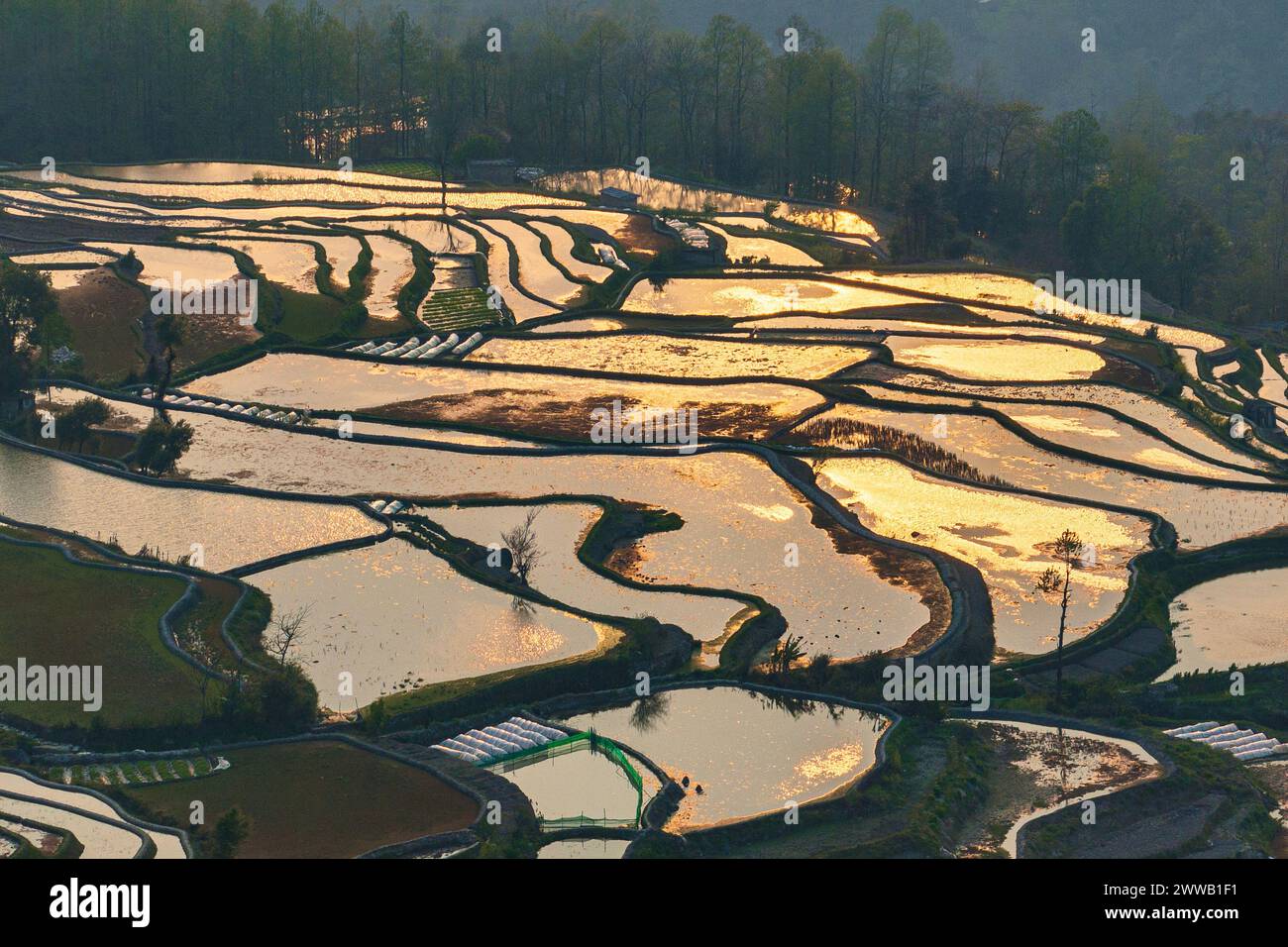 Close up view of rice terraces - China, Unesco World Heritage Site ...