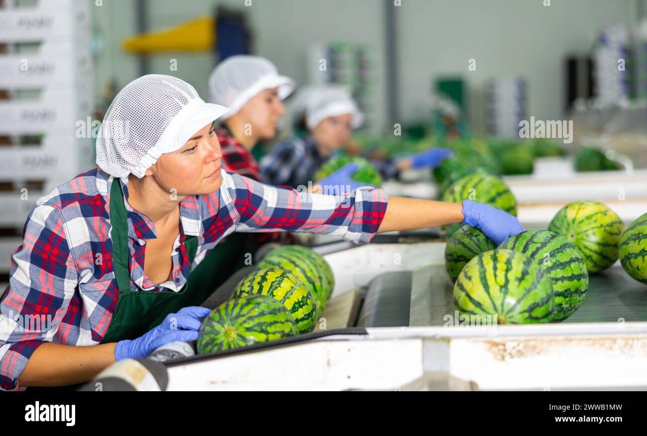 Female sorter working on watermelons sorting line in fruit processing ...