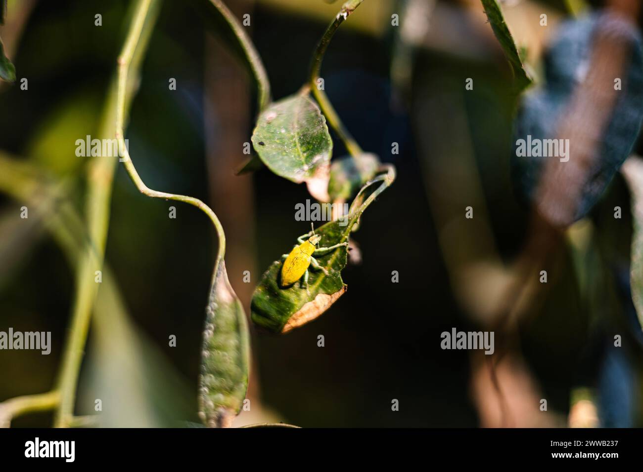 Close-up of an dark green bug with a patterned body crawling on a leaf ...