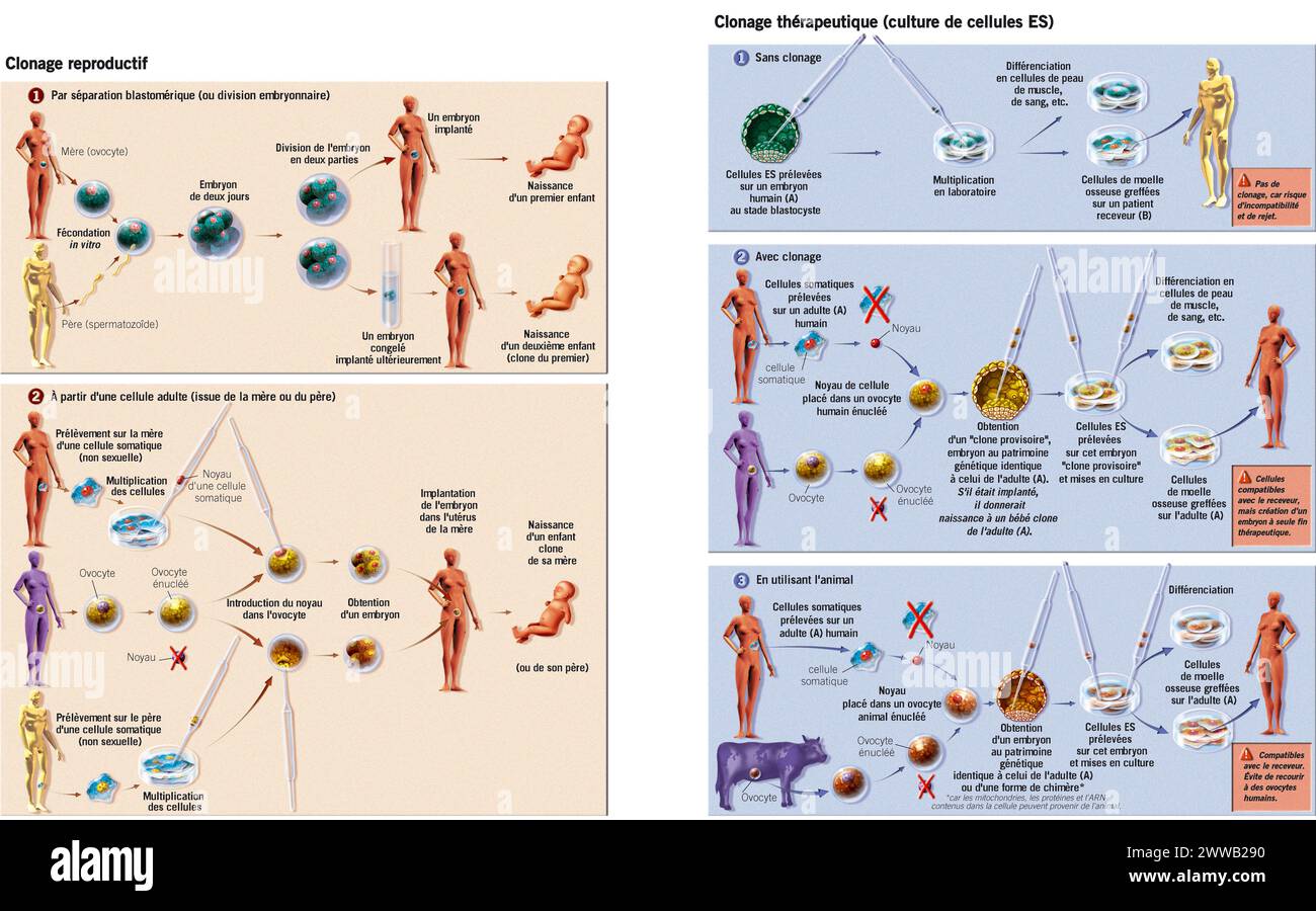 Reproductive and therapeutic cloning. Representation of different types ...