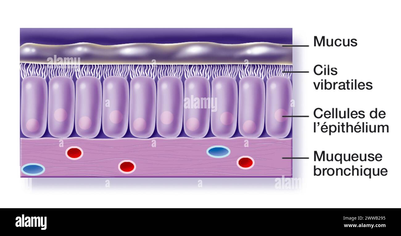 The bronchial mucosa consists of a prismatic ciliated pseudostratified ...