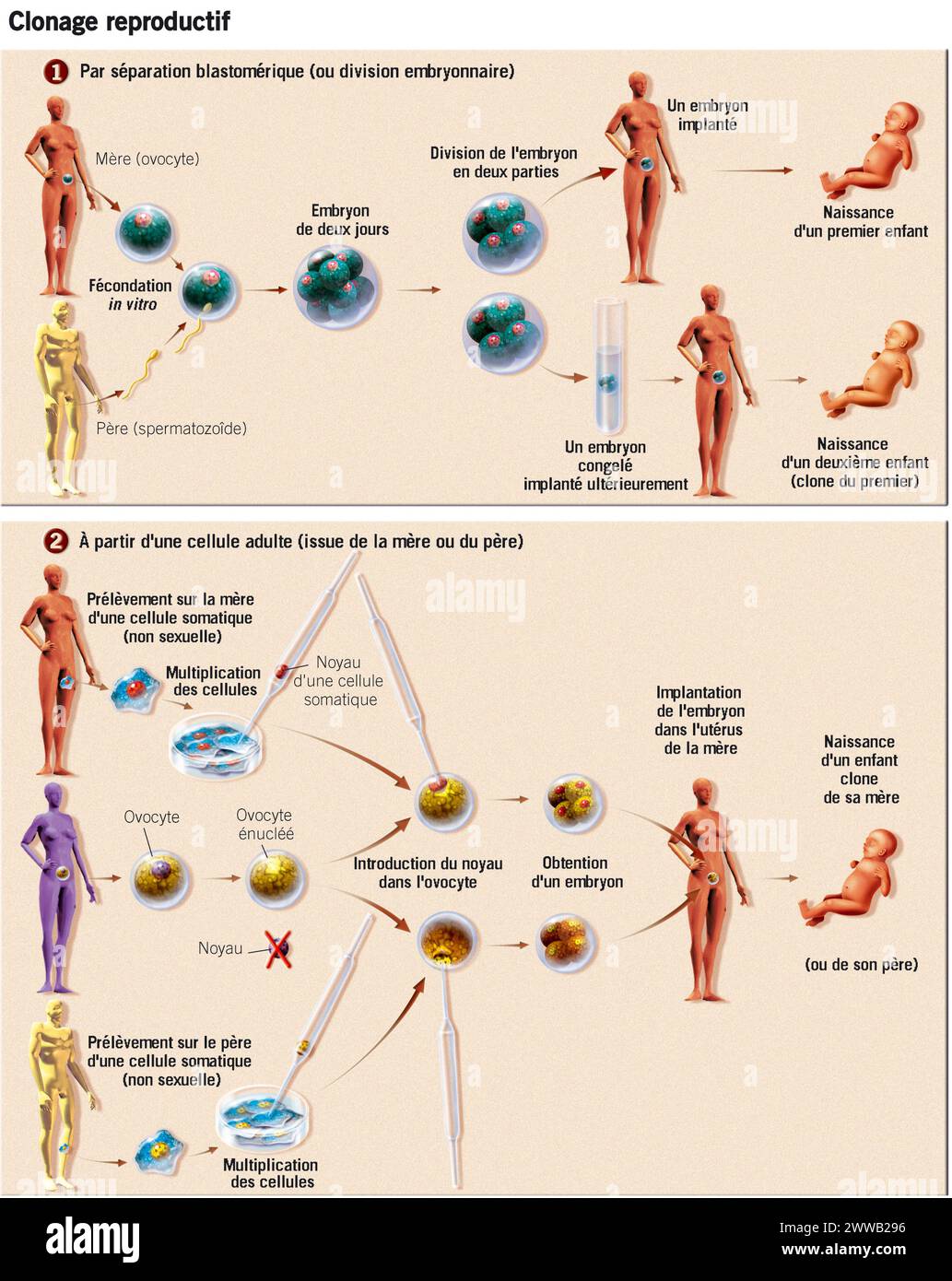 Reproductive Cloning Examples