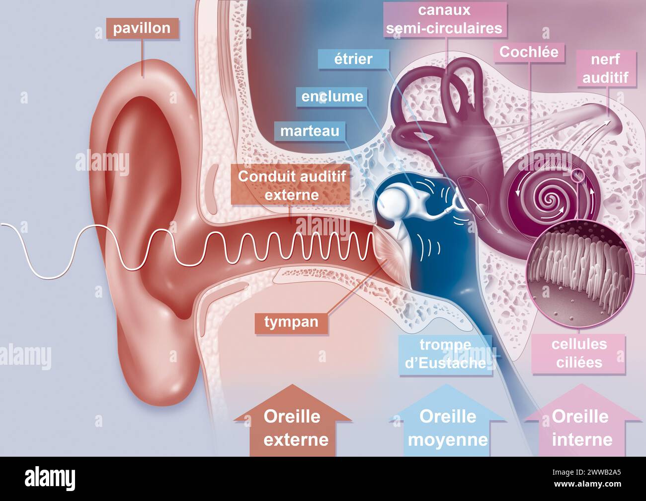 The path of sound in the ear. Representation of the path of sound in ...