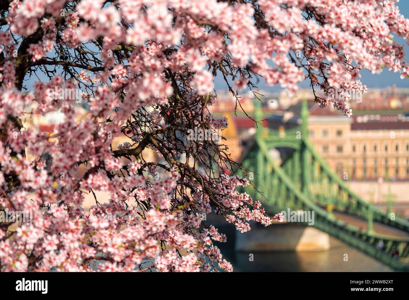 Budapest, Hungary: Blooming almond tree. Liberty bridge on the ...