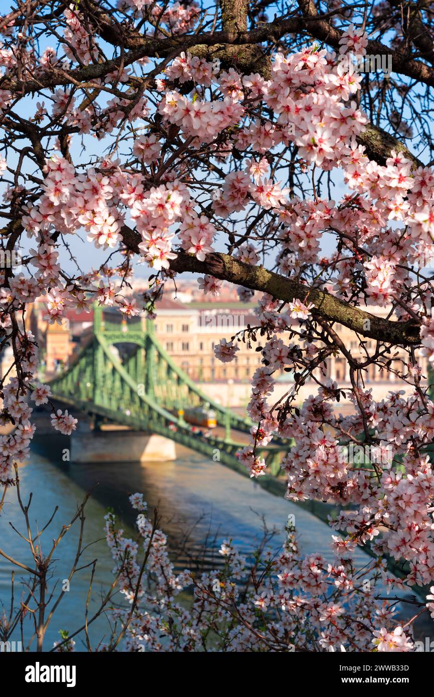 Budapest, Hungary: Blooming almond tree. Liberty bridge on the ...