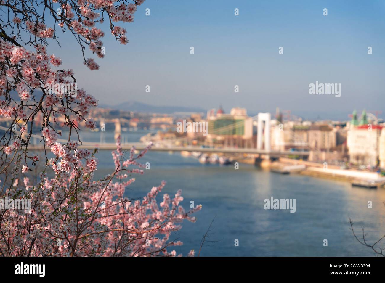 Budapest, Hungary: Blooming almond tree. Cityscape, spring weather ...