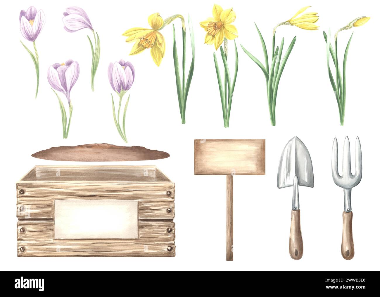 Watercolor set of violet crocuses and daffodils, crate with gardening ...