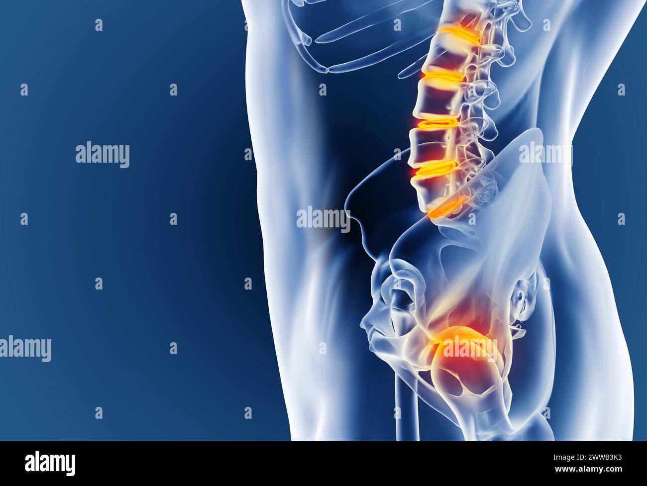 Illustration, skeleton and highlight for medical anatomy and healthcare ...