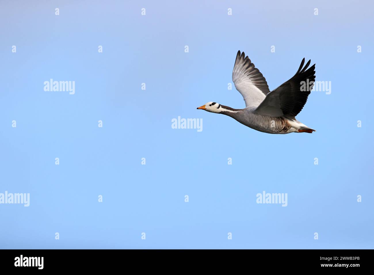 Tiger bar paris hi-res stock photography and images - Alamy