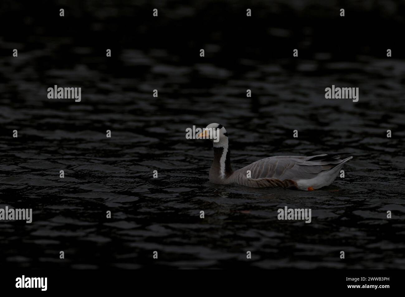 Tiger bar paris hi-res stock photography and images - Alamy