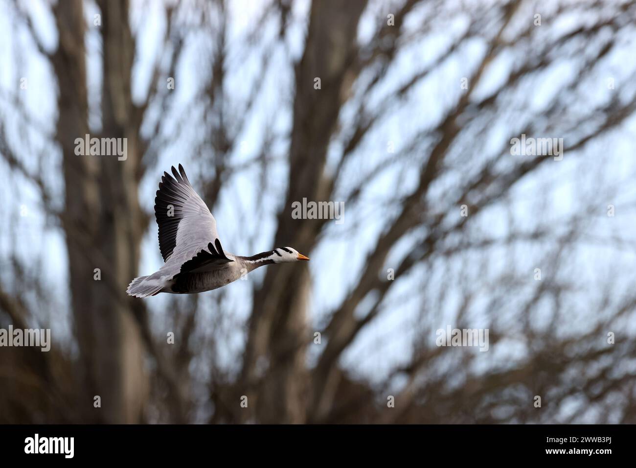 Tiger bar paris hi-res stock photography and images - Alamy