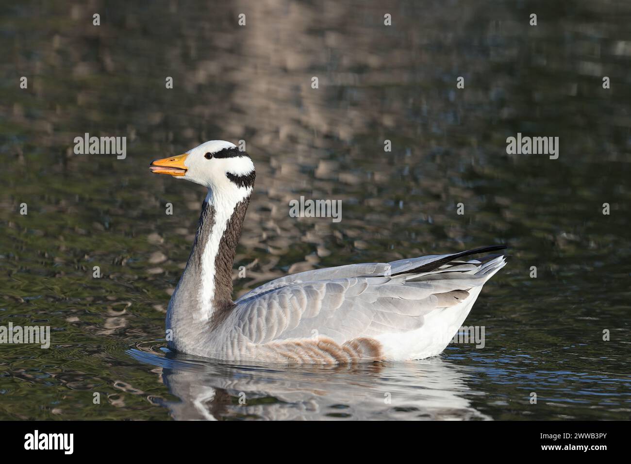 Tiger bar paris hi-res stock photography and images - Alamy