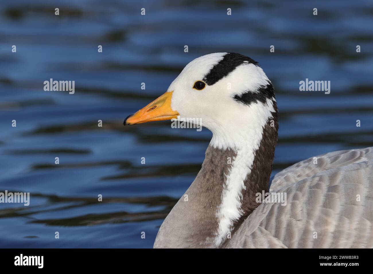 Tiger bar paris hi-res stock photography and images - Alamy