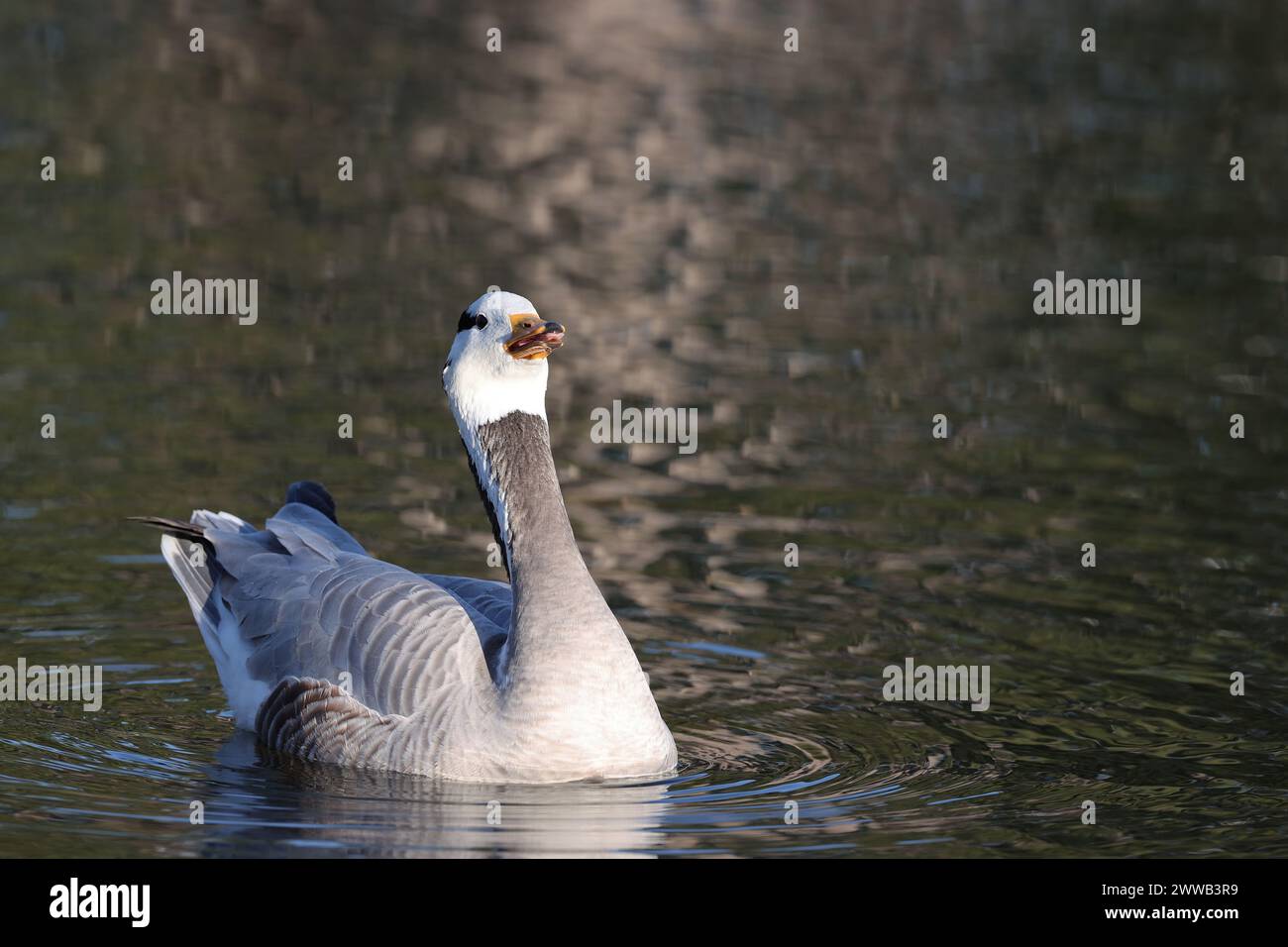 Tiger bar paris hi-res stock photography and images - Alamy