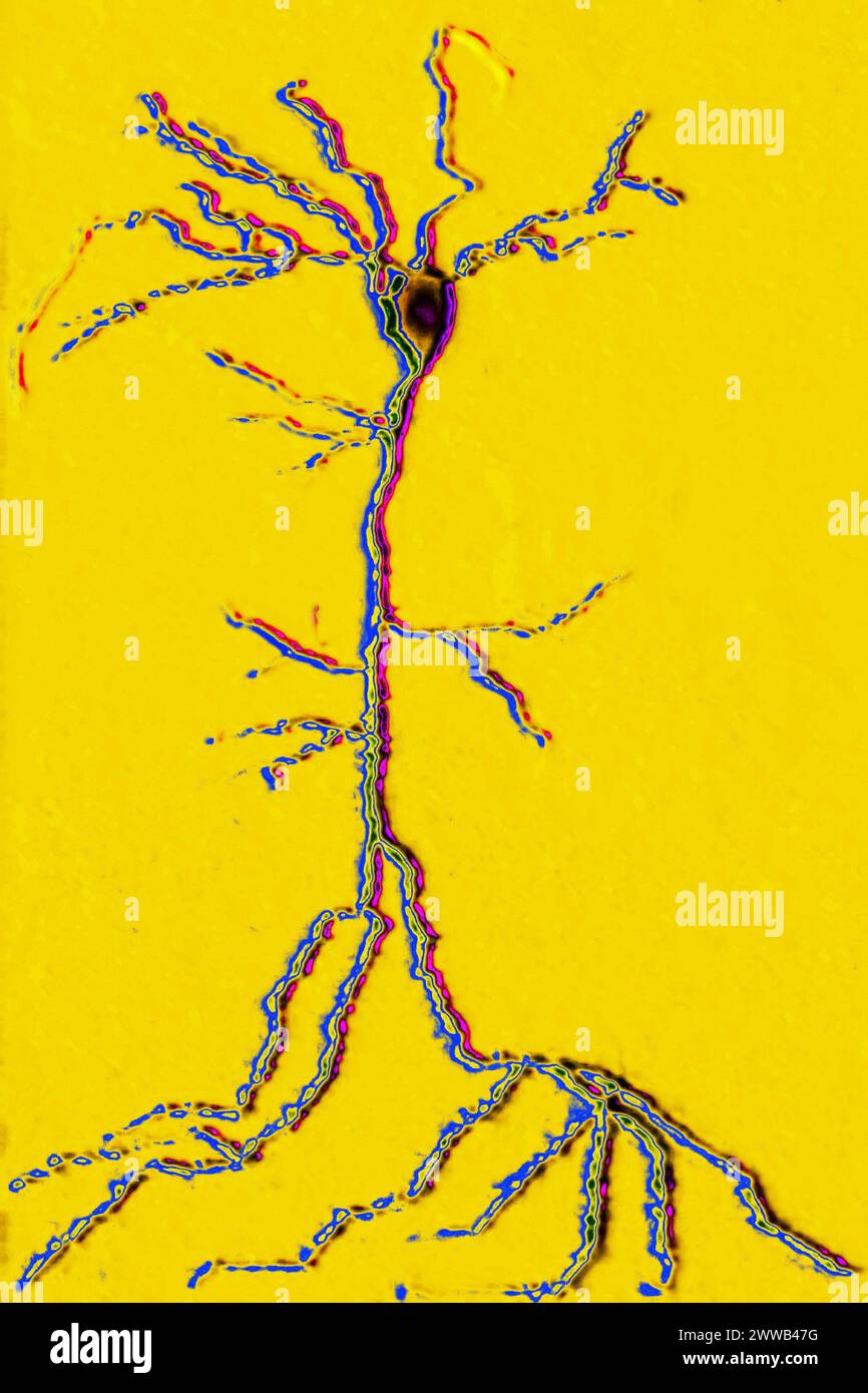 Multipolar Neuron Basic Cell Of Nervous Tissue Receiving Analyzing And Producing Information