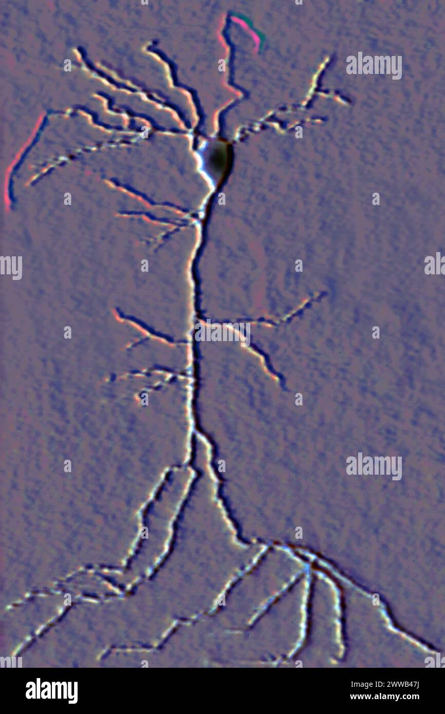 Multipolar Neuron Basic Cell Of Nervous Tissue Receiving Analyzing And Producing Information