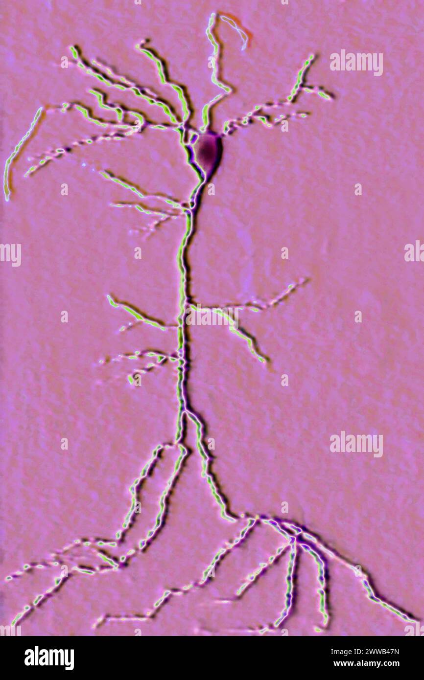 Multipolar Neuron Basic Cell Of Nervous Tissue Receiving Analyzing And Producing Information