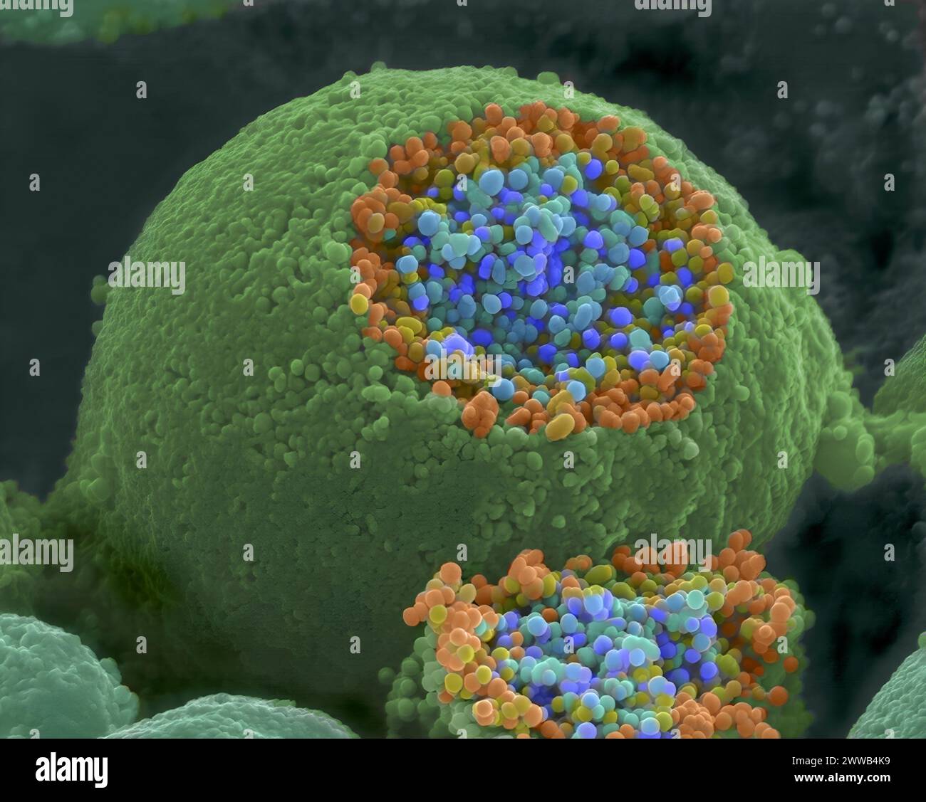 Electron micrograph neuron hi-res stock photography and images - Alamy