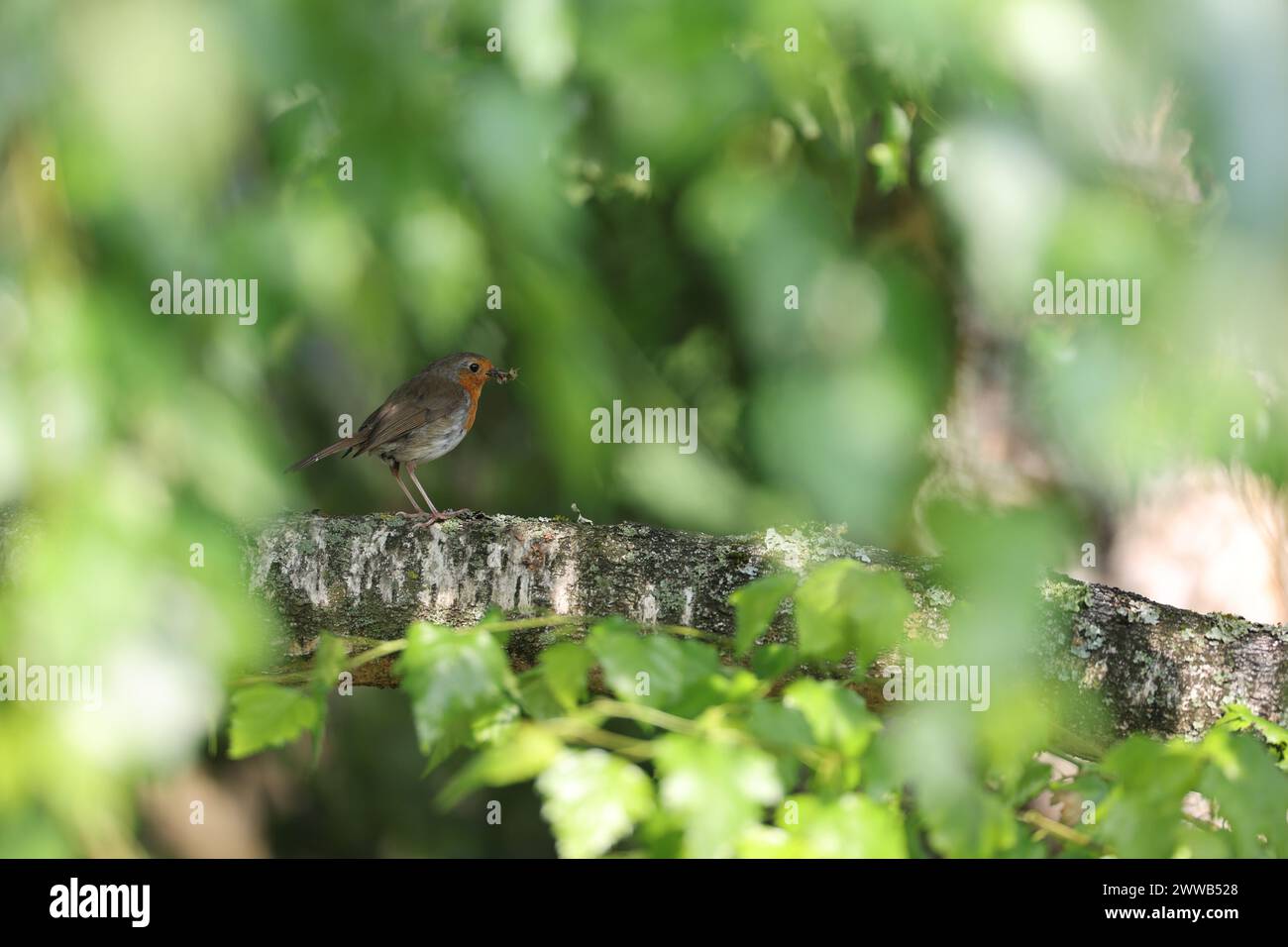 European Robin (Erithacus rubecula) holding an insect in its beak Stock ...
