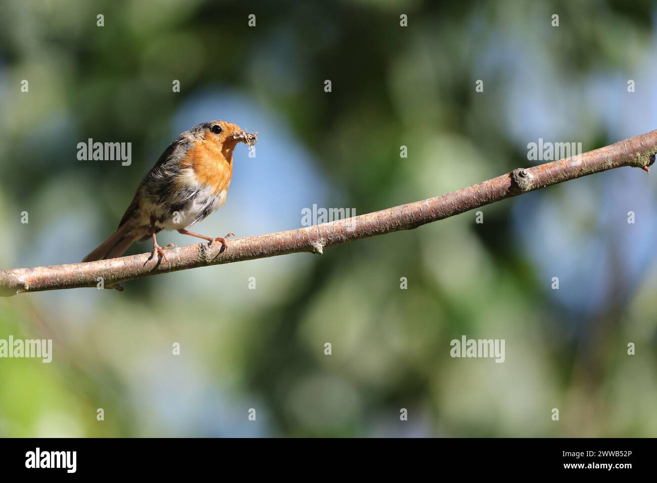 European Robin (Erithacus rubecula) holding an insect in its beak Stock ...