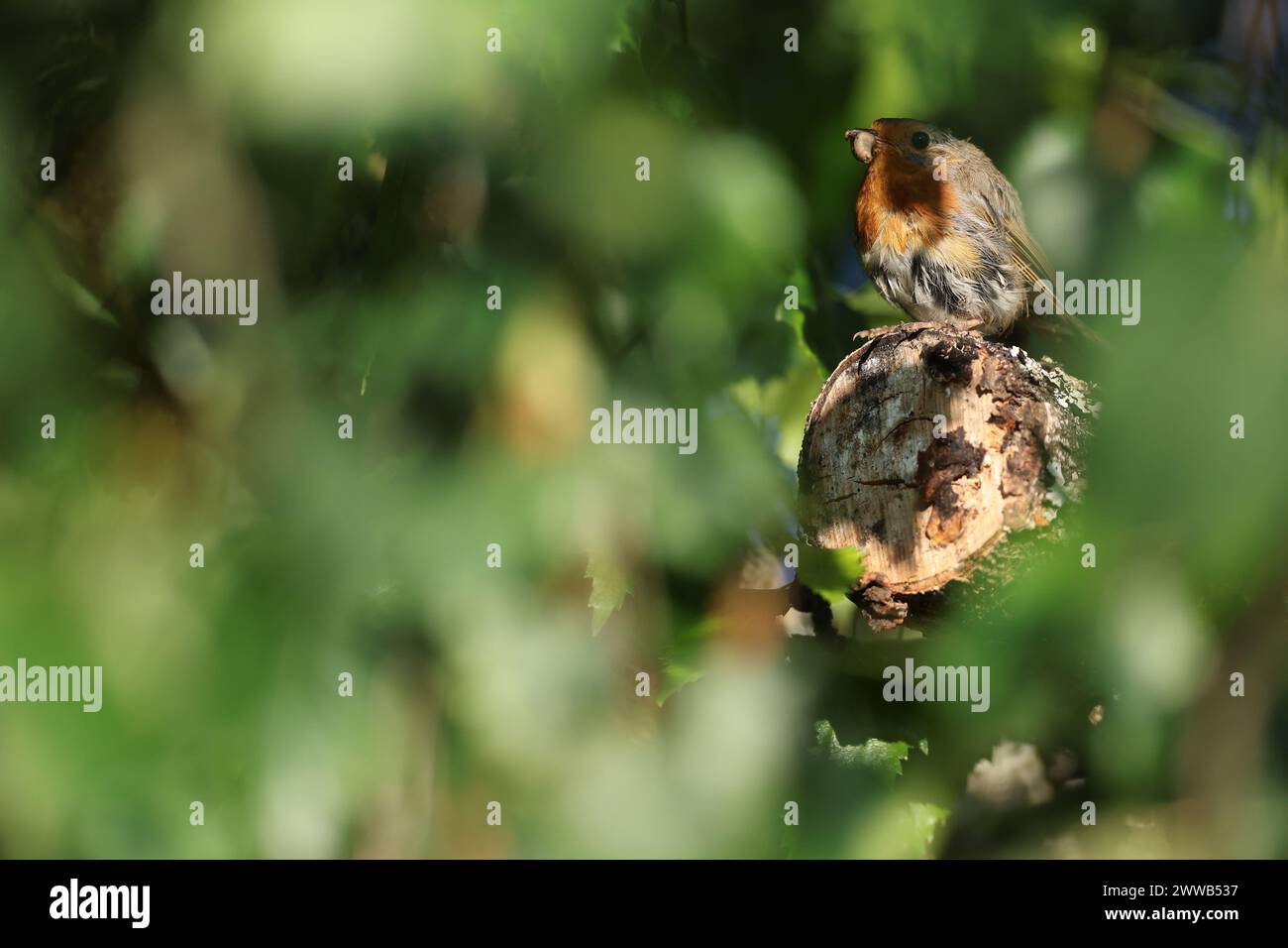 European Robin (Erithacus rubecula) holding an insect in its beak Stock ...