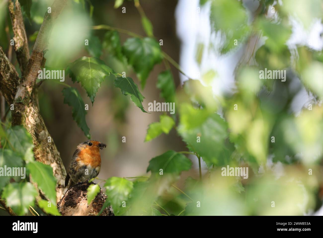 European Robin (Erithacus rubecula) holding an insect in its beak Stock ...