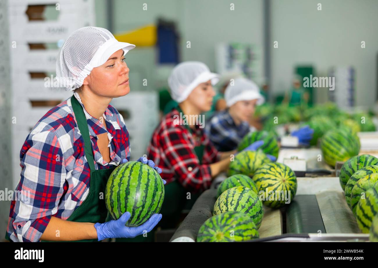 Female sorter working on watermelons sorting line in fruit processing ...