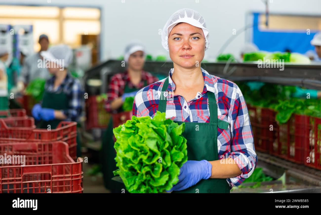 Female worker of vegetable sorting factory arranging lettuce in boxes ...