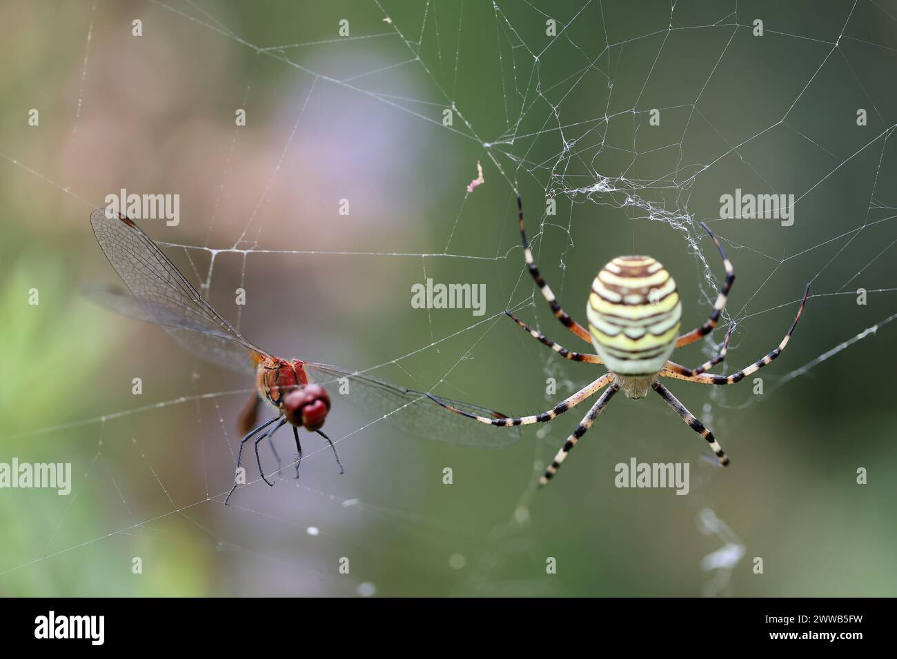Blood-red sympetrum (Sympetrum sanguineum) caught in a garden spider ...
