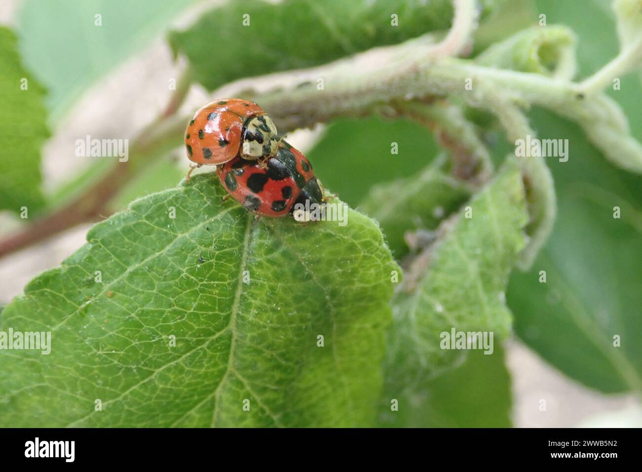 Reproduction in ladybugs Stock Photo - Alamy