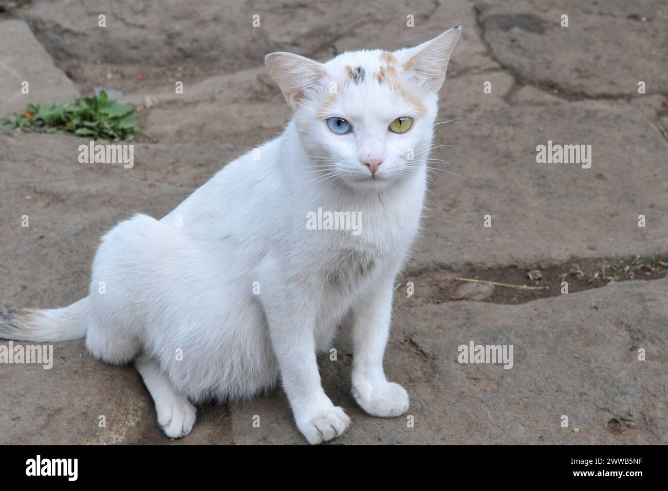Odd colored eyes hi-res stock photography and images - Alamy