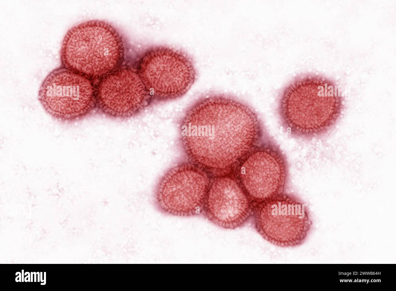 Coronavirus (CoV). viruses of the Coronaviridae family and the ...